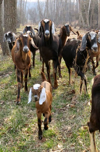Kids Grow Up Fast - GoatKeepers Press