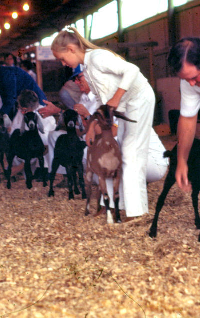 Plotting Goat Shows - GoatKeepers Press